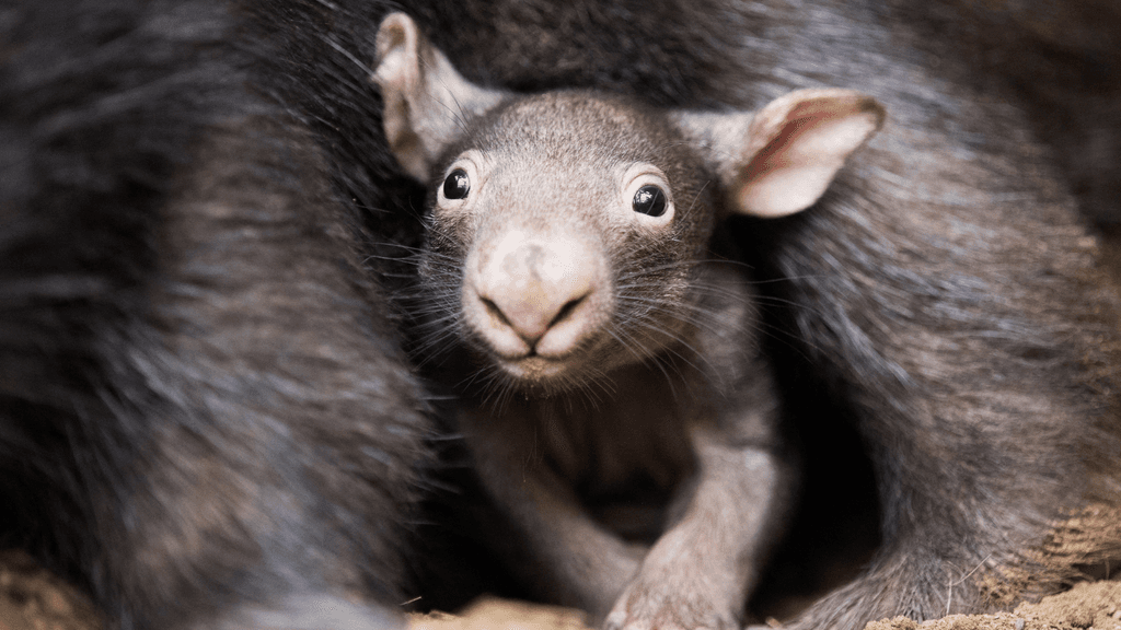 El wombat es el único animal que hace popó cuadrada: la ciencia explica ...