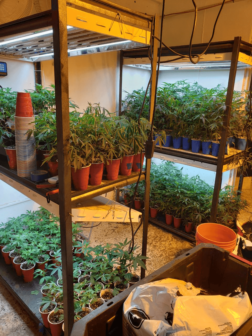 Policía ocupa invernadero de marihuana y arresta a dos personas en ...