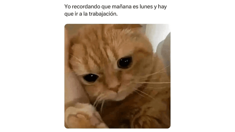 Los mejores memes de lunes: son tan graciosos que te ayudarán a ...