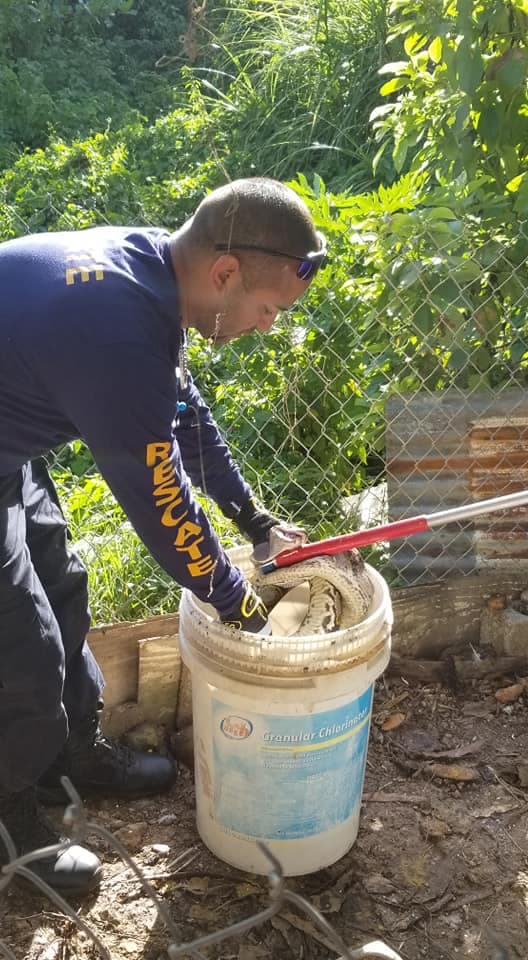 Serpiente pitón devora un ganso en Barceloneta | Fotos | Univision ...