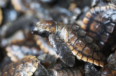 Ceguera temporal o temblores de tierra: las cosas increíbles que el ...