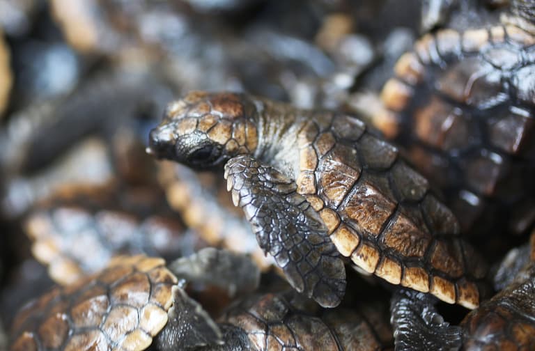 Ceguera temporal o temblores de tierra: las cosas increíbles que el ...