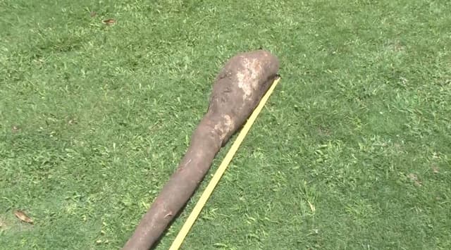 Agricultor de Moca cosecha yuca de 35 libras | Univision Puerto Rico ...