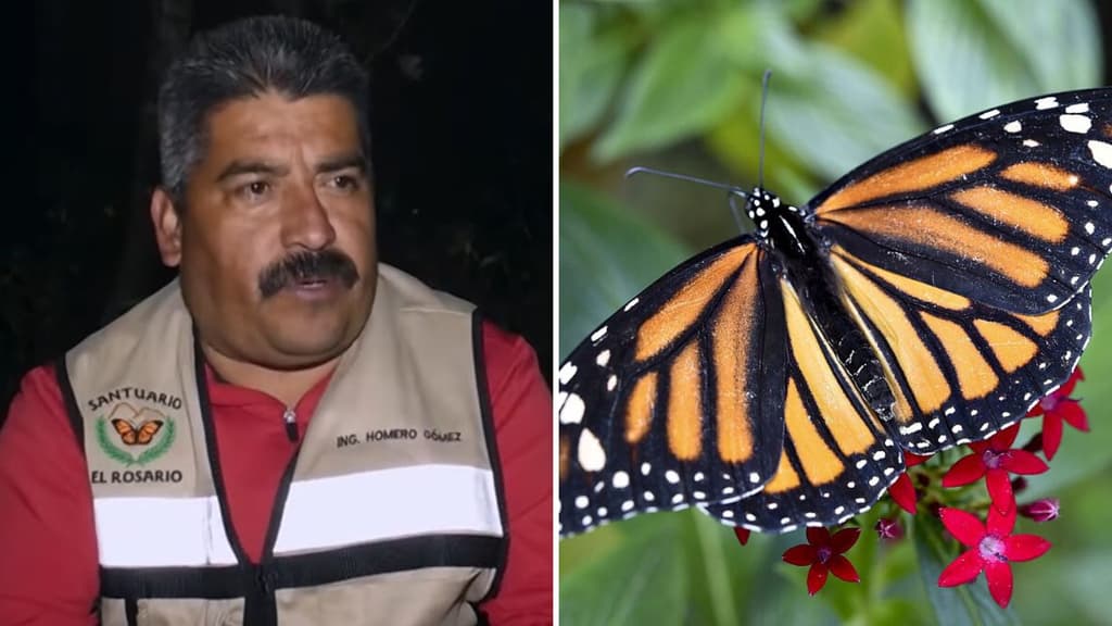 'El guardián de las monarcas': ¿Quién era Homero Gómez, el mexicano ...