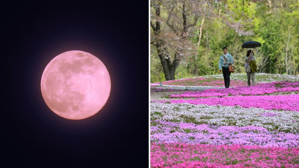 Luna Rosa: Cuándo y cómo verla, por qué se le llama así y si realmente ...