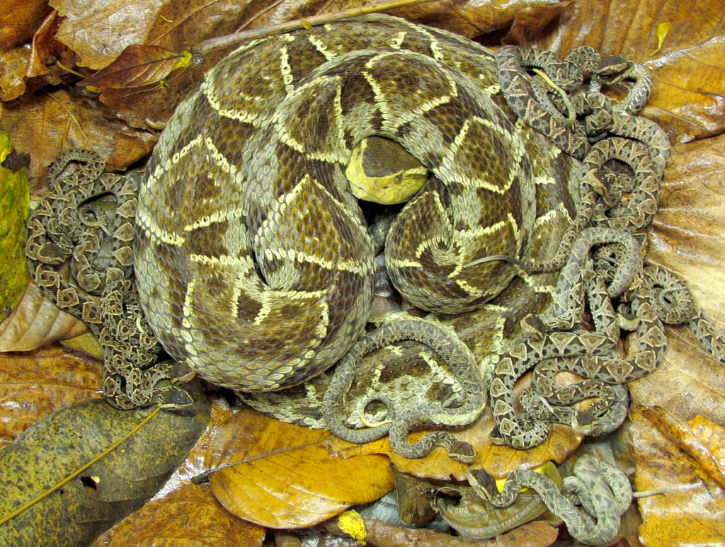 La serpiente 'cuatro narices' y su capacidad de dar a luz hasta a 80 ...