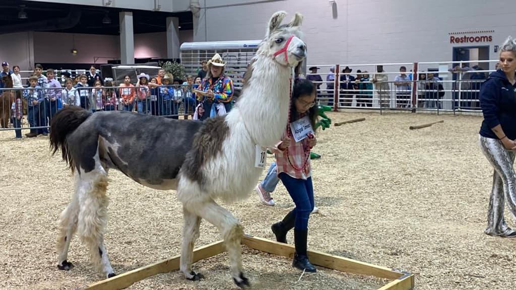 Así será la venta oficial de entradas para el RodeoHouston 2026 ...
