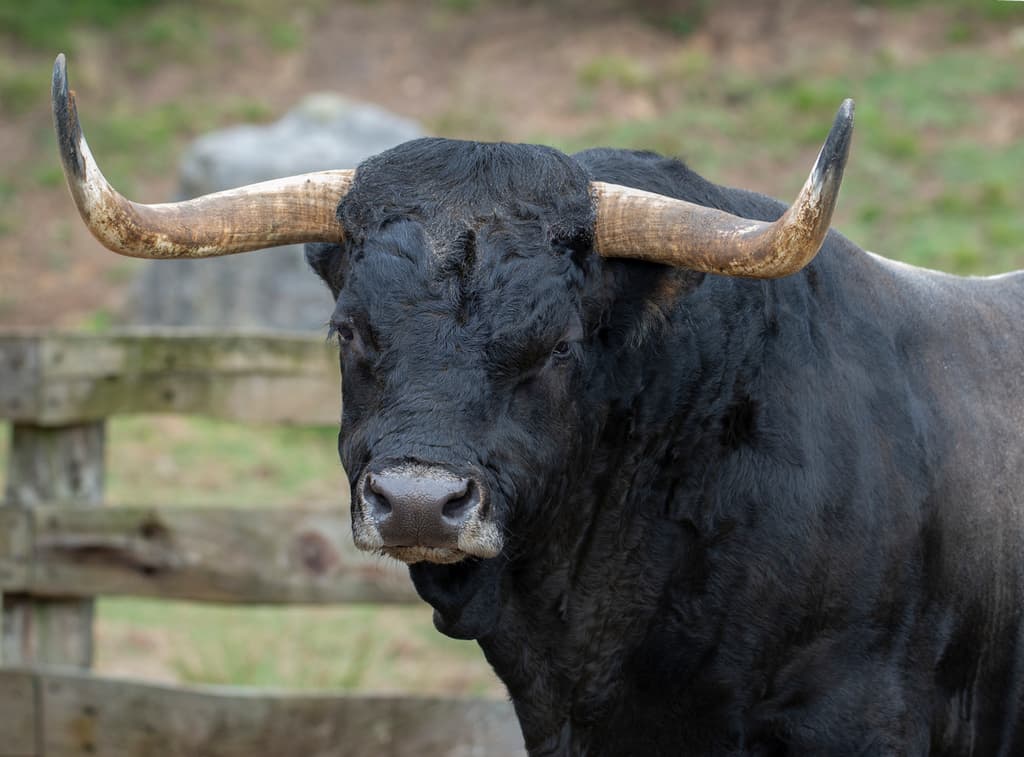 Toros: Últimas noticias, videos y fotos de Toros | Univision