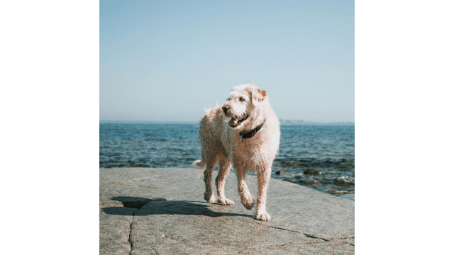 La película ‘Arthur: una amistad sin límites’ está basada en una ...