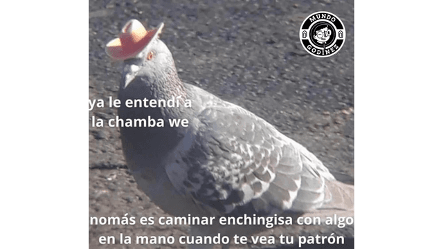 ¿Qué puedo hacer si tengo un jefe insoportable? 11 memes que le podrías ...