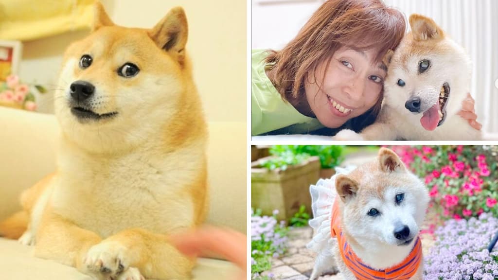 Reportan muerte de Kabosu, la perrita que se hizo viral en Internet por convertirse en el meme ...
