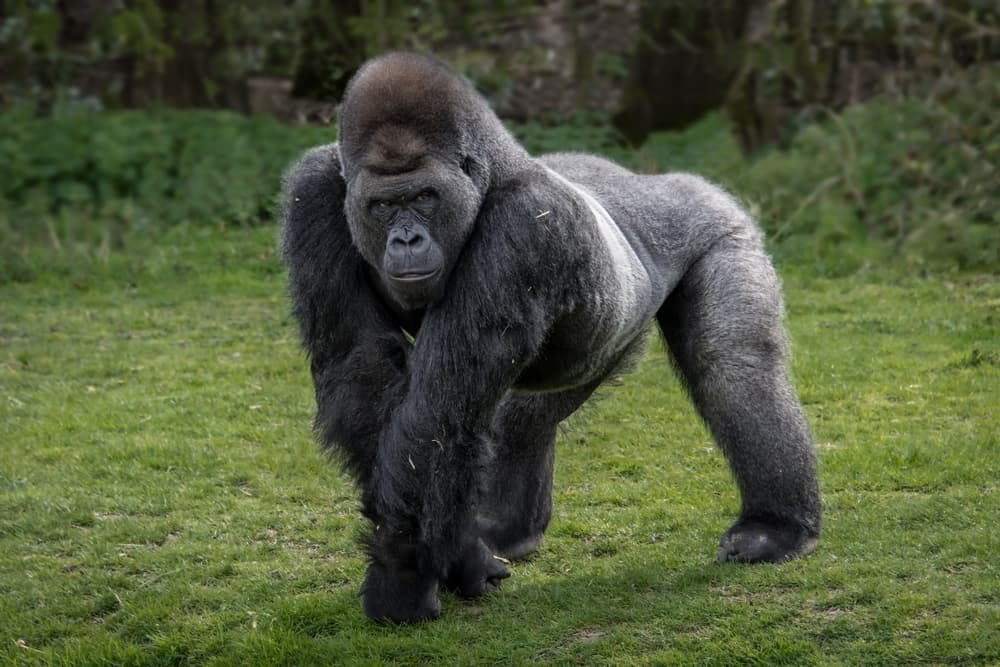 Los 10 animales más rudos de la Tierra (hasta Chuck Norris les tiene ...