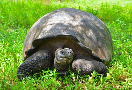Estos son los 10 animales más lentos del mundo | Explora | Univision