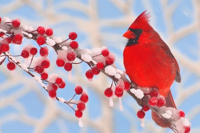 7 animales de un increible color rojo que realmente tienes que ver ...