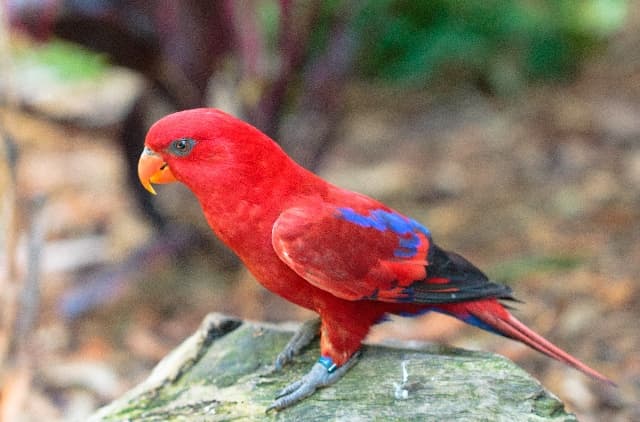 7 animales de un increible color rojo que realmente tienes que ver ...