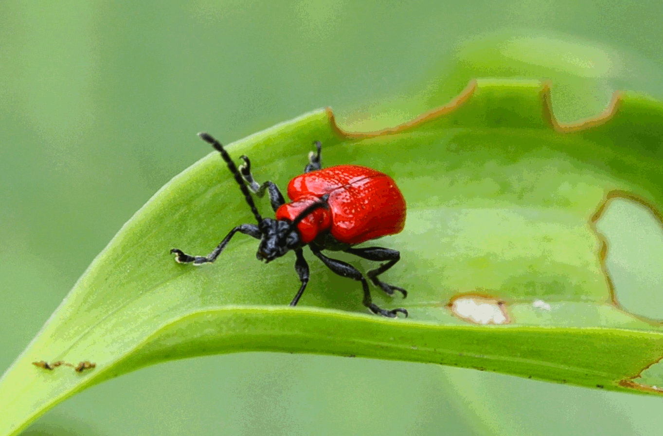 7 animales de un increible color rojo que realmente tienes que ver ...