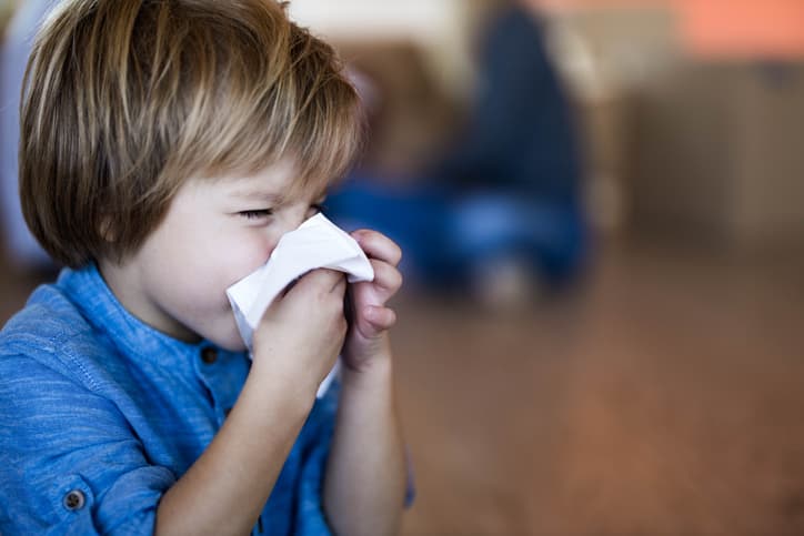 Animales extintos: los megaterios o perezosos gigantes | Explora ...