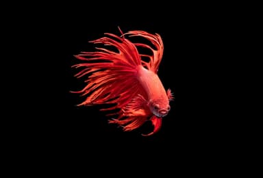 7 animales de un increible color rojo que realmente tienes que ver ...