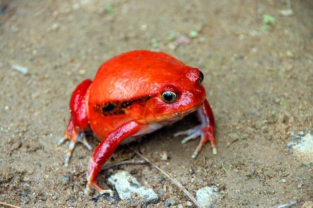 7 animales de un increible color rojo que realmente tienes que ver ...