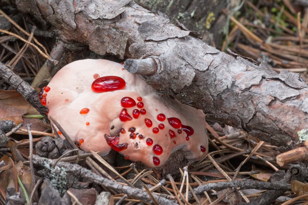 15 hongos tan extraños que parecen sacados de una película de terror ...