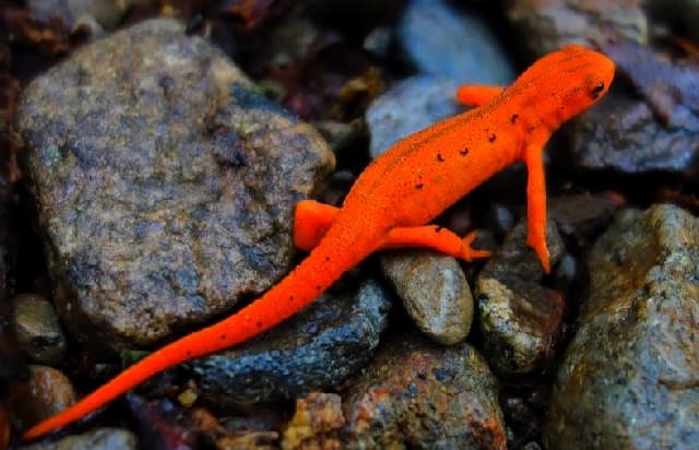 7 animales de un increible color rojo que realmente tienes que ver ...
