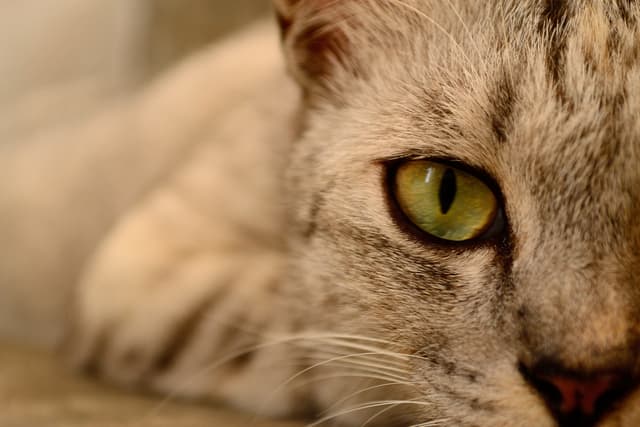 Tres personas son mordidas por un gato con rabia en un parque del ...