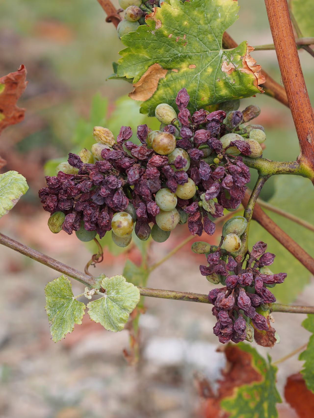 Las uvas y la podredumbre noble | Delicioso | Univision