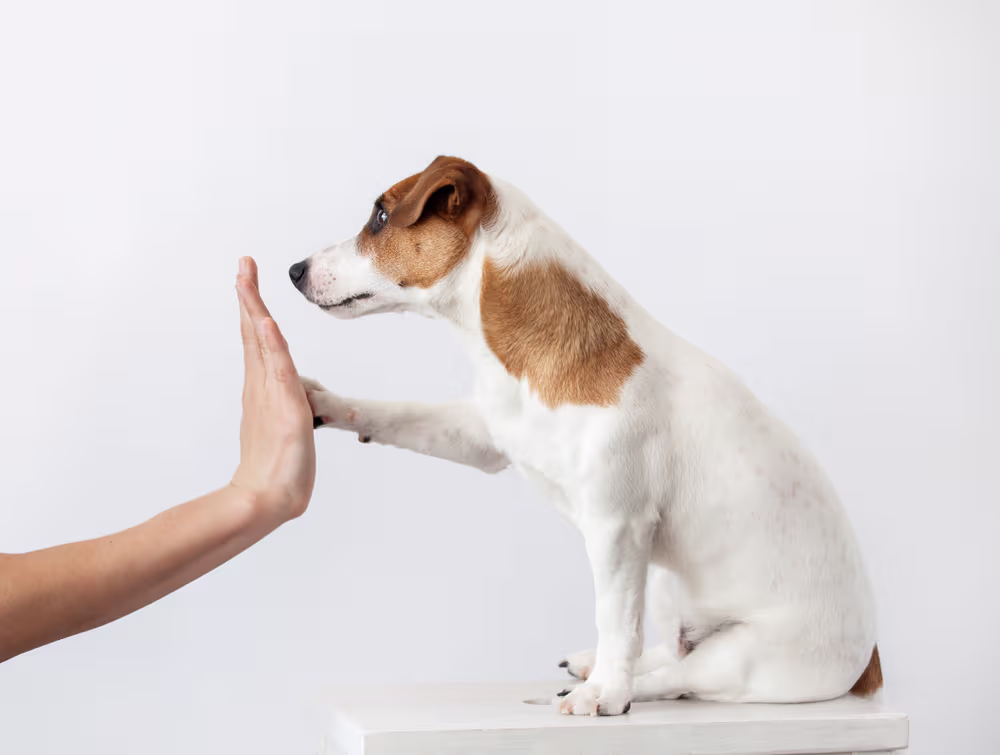 DogBuddy, la app que encuentra cuidadores para tu perro ...