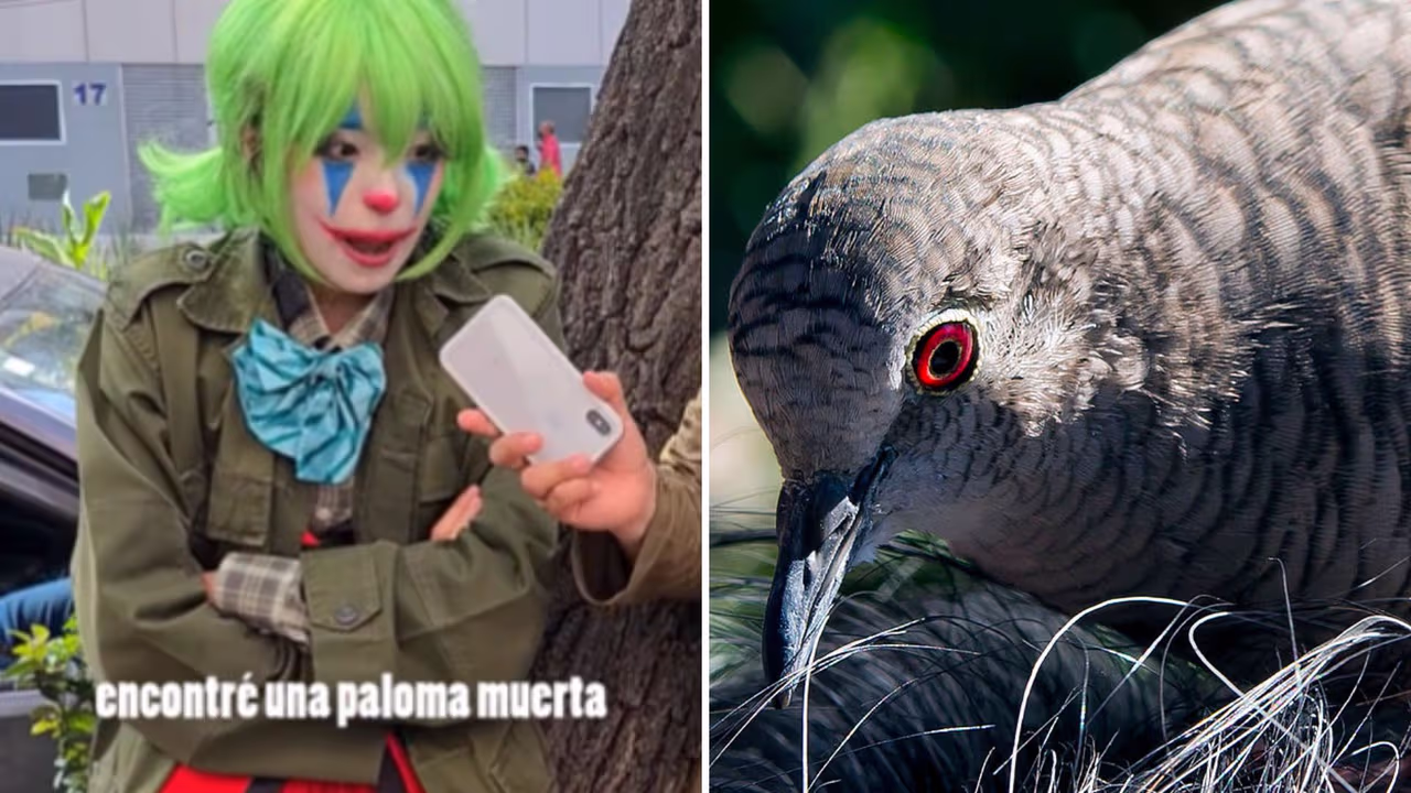 Joven se salvó de ser asaltada gracias a una paloma muerta: video del ...
