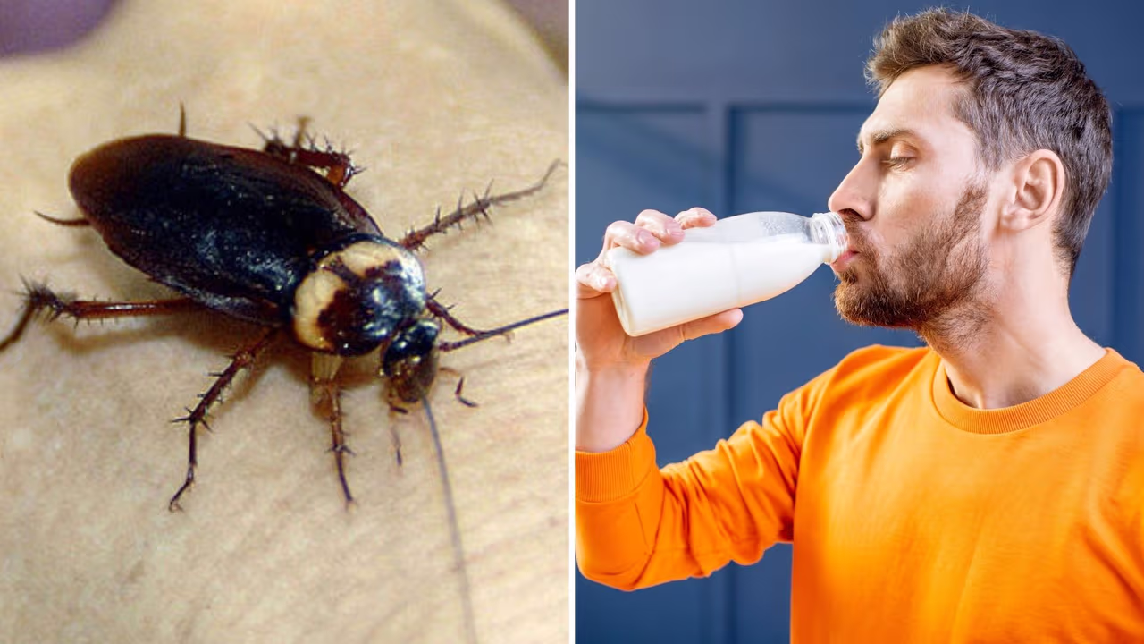 ¿Por qué la leche de cucaracha será el superalimento del futuro? Todo ...