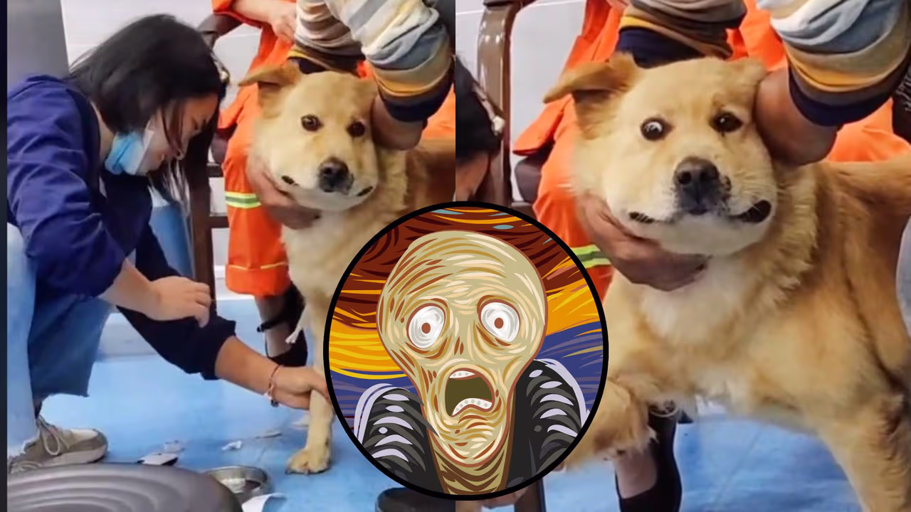 VIDEO: Perrito hace extraña mueca durante examen médico y se hace viral ...