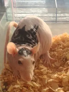 Raúl nos enseña su rata tatuada | Entretenimiento Cultura Pop | Univision