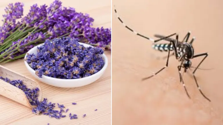 7 plantas para ahuyentar a los mosquitos: funcionan como un repelente natural en tu casa ...