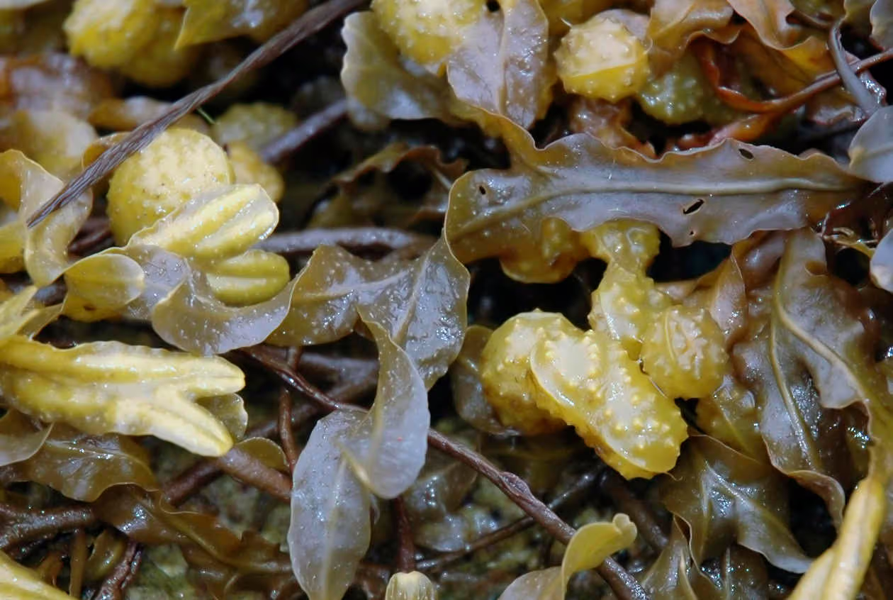 Fucus: un aliado en tu dieta | Estilo de Vida Bienestar | Univision