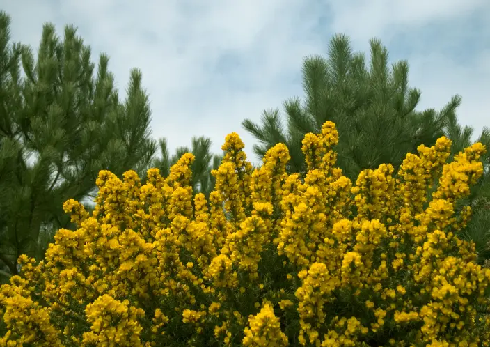 ¿Qué es la carqueja? | Estilo de Vida Bienestar | Univision