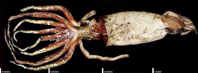 10 grandes curiosidades sobre el calamar gigante que tienes que conocer ...
