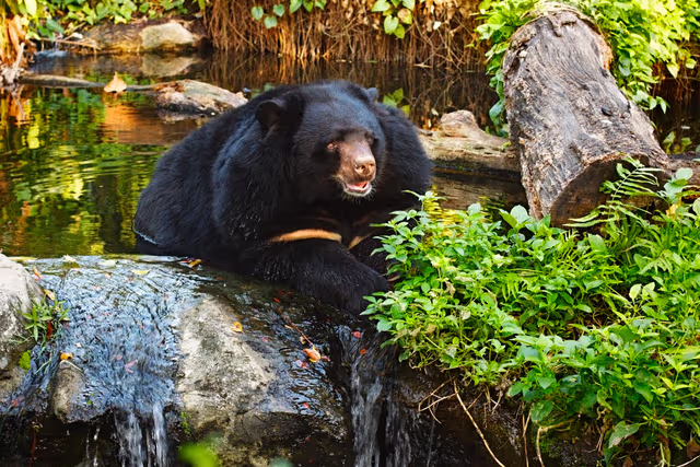 9 interesantes datos sobre el oso malayo, uno de los animales más ...