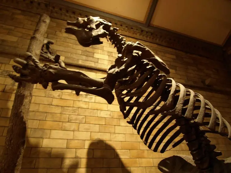 Animales extintos: los megaterios o perezosos gigantes | Explora ...