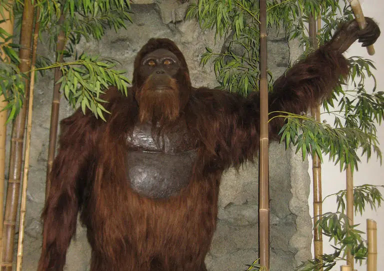 ¿Cual es el simio más grande que ha existido? | Explora | Univision