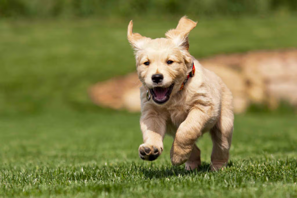 Descubren el origen del perro en Europa | Explora | Univision