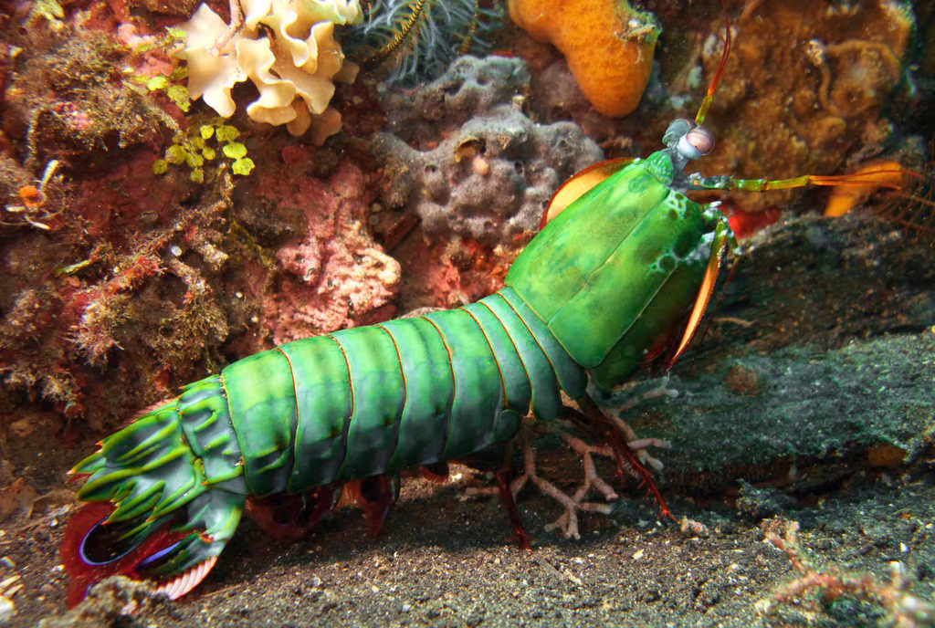 La mantis marina, uno de los animales más fuertes de la Tierra ...
