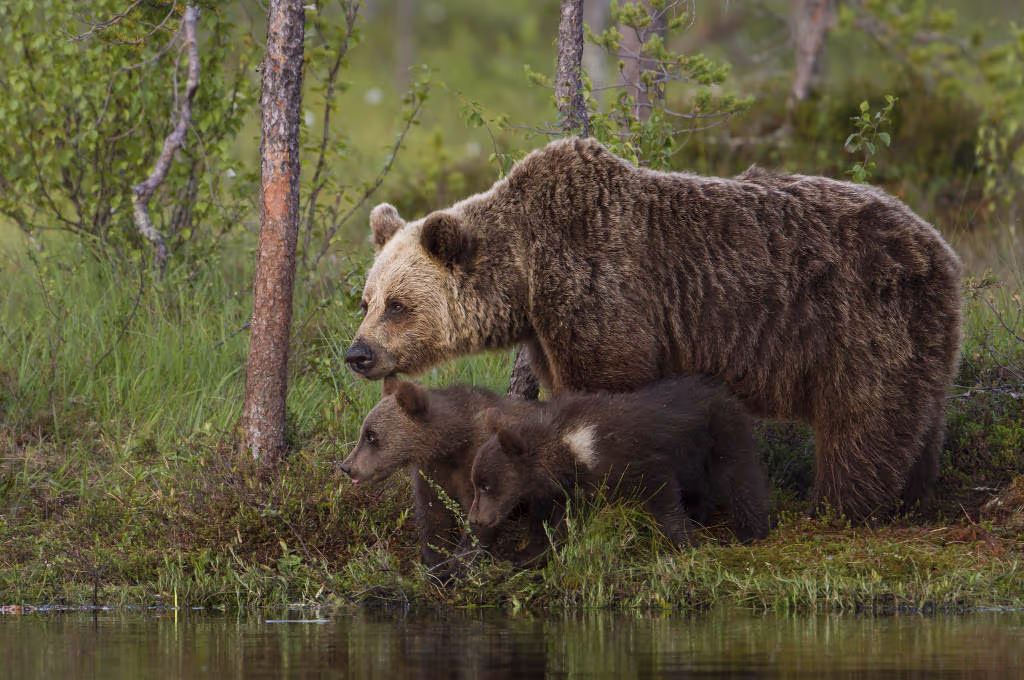 Las heces de oso son clave para mantener la vegetación en Alaska ...