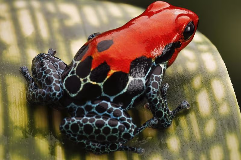 Los 10 animales más venenosos del mundo | Explora | Univision