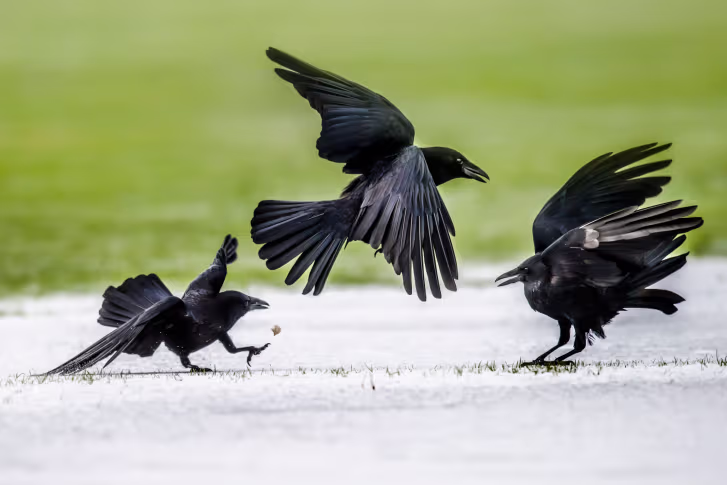 Los cuervos son más inteligentes de lo que creíamos, según la ciencia ...