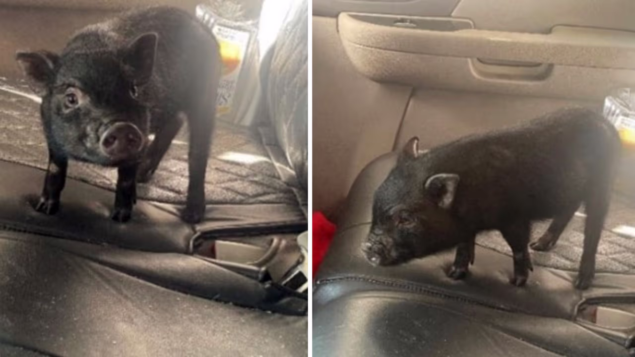 Un cerdo miniatura que cruzaba la frontera como mascota tuvo que ...