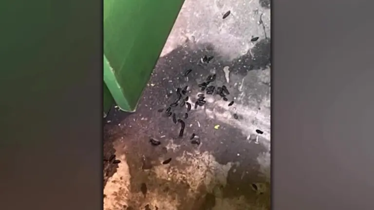 Encuentran ratas en un Kroger en la ciudad de Smyrna | Video ...