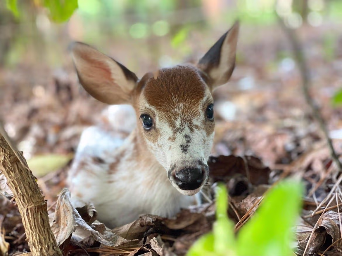 ¡Es un unicornio! Este es el raro venadito pinto (piebald fawn) que fue ...
