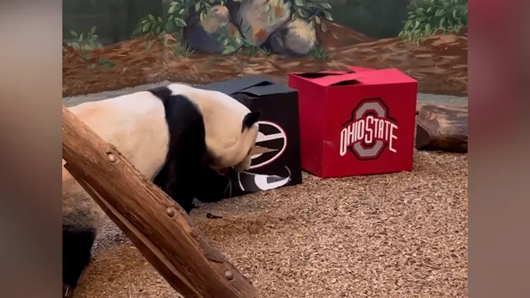 Yang Yang, el panda gigante de Atlanta predice al ganador del Chick-fil ...