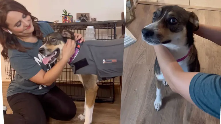 ¿Cómo proteger a las mascotas de los fuegos artificiales durante las ...