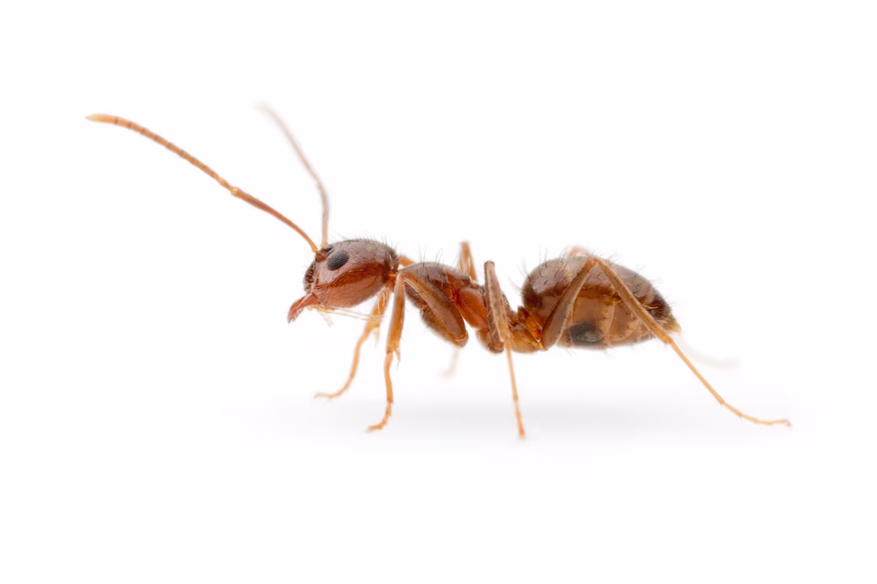 Hormigas locas que escupen ácido invaden a Texas: expertos usan un ...